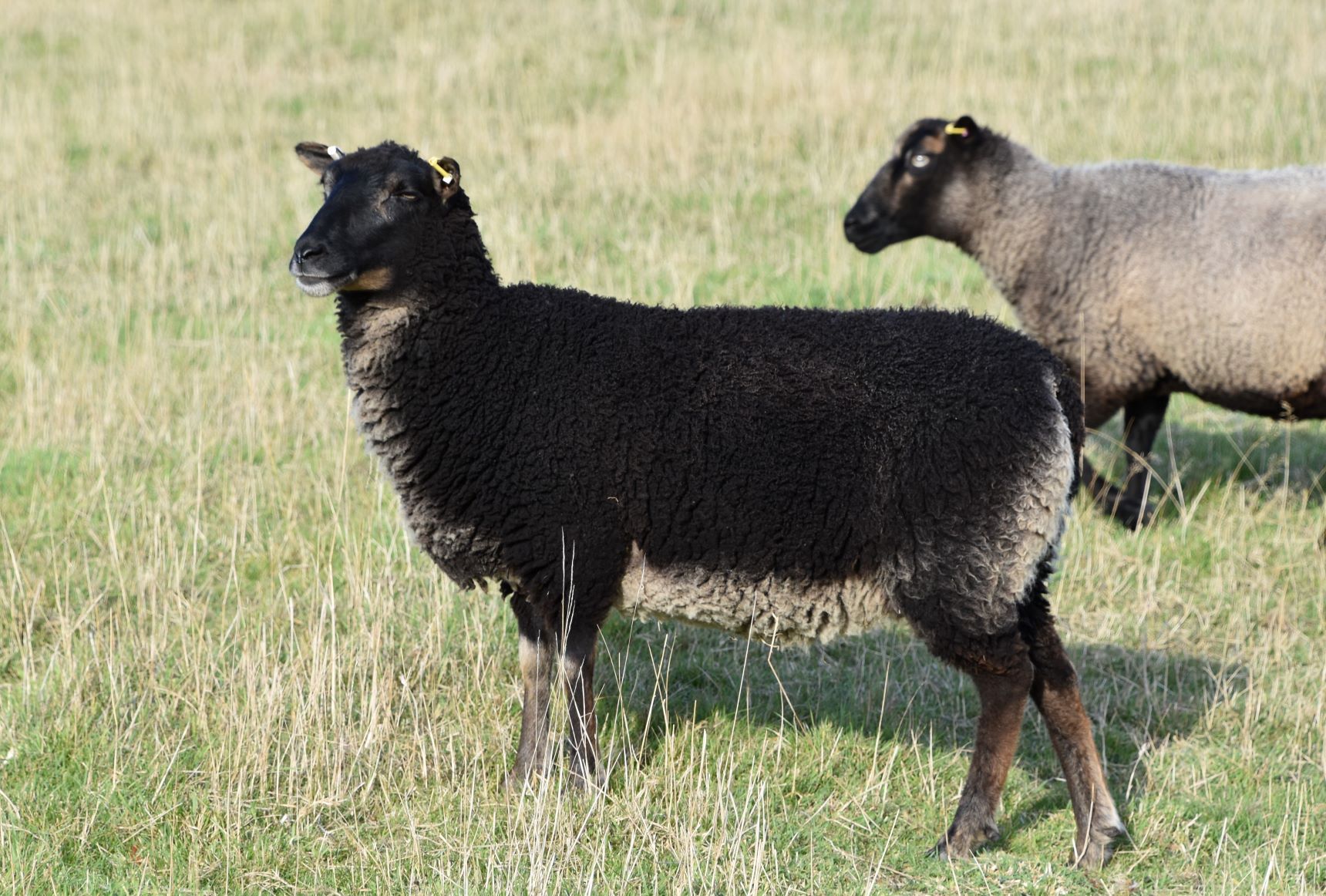 Coney Grey Flock: Lambs, shearling ewes and ram lamb available ...