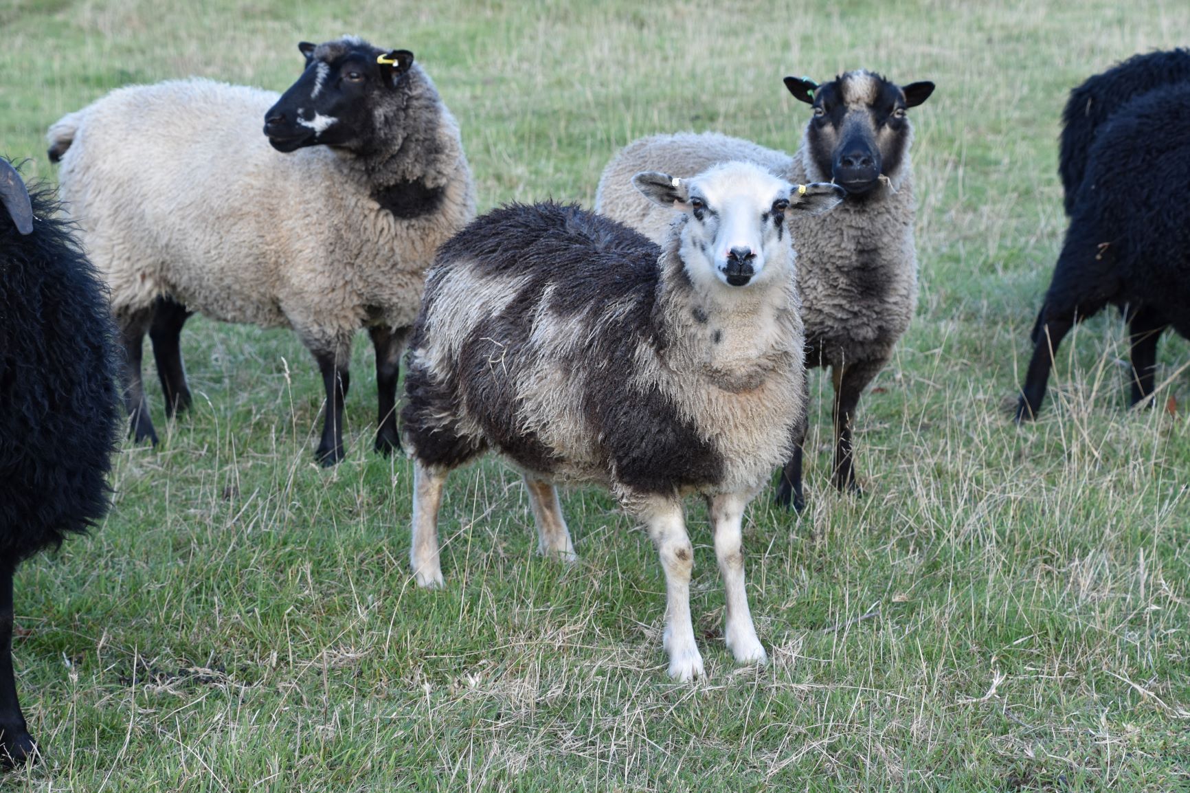 Coney Grey Flock: Lambs, shearling ewes and ram lamb available ...