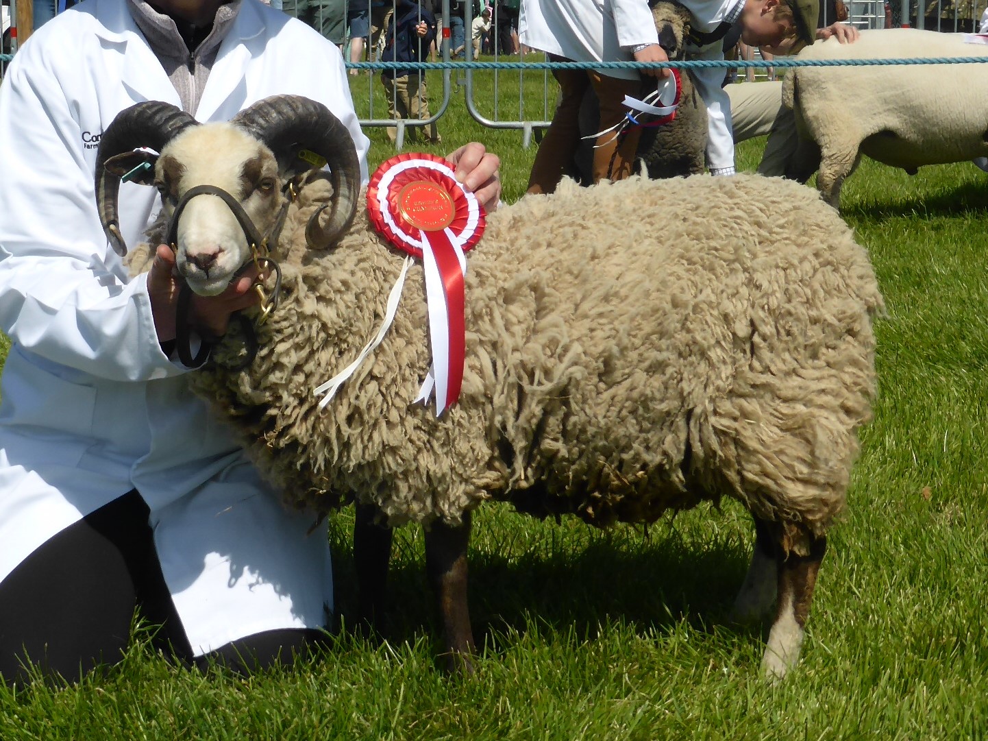 Pedigree Shearling Ram | Shetland Sheep Society